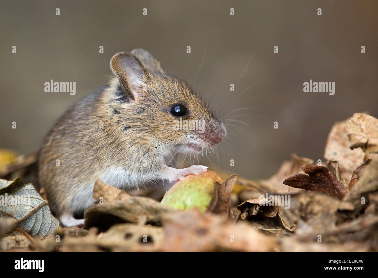Wood mouse uk apple hi-res stock photography and images - Alamy
