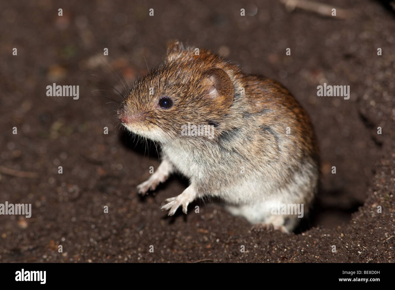 Nice brown mouse on the earth. A wildlife photo Stock Photo - Alamy