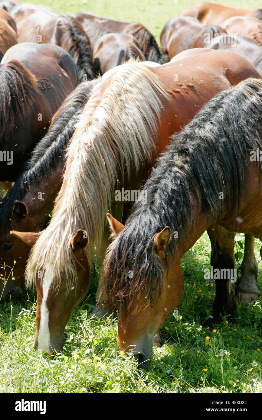 Hutsul horse hi-res stock photography and images - Alamy