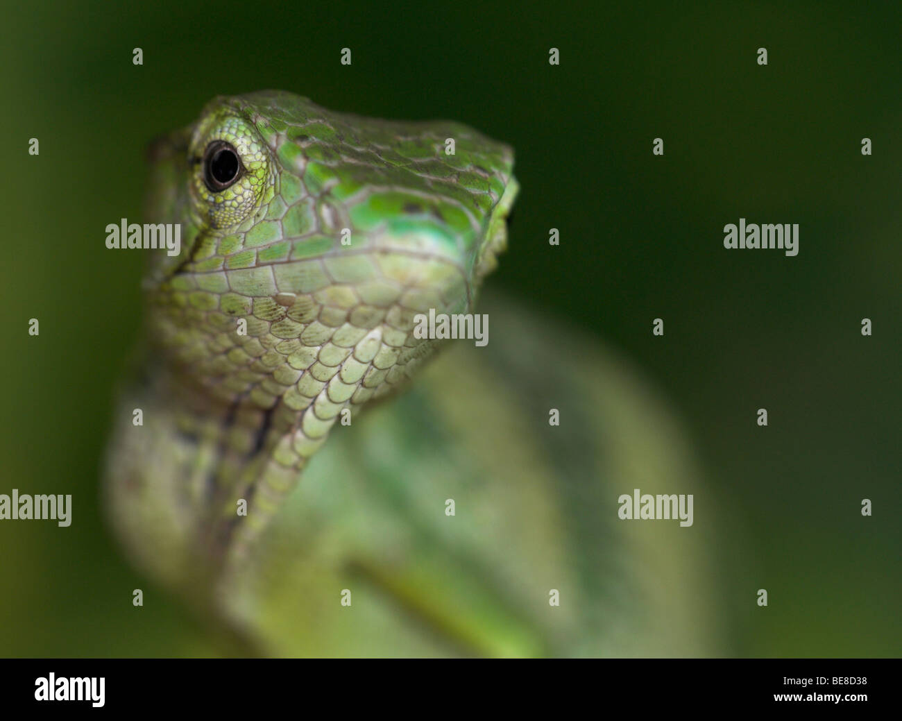 Monkey Tree Lizard Polychrus marmoratus with warning flap under chin ...