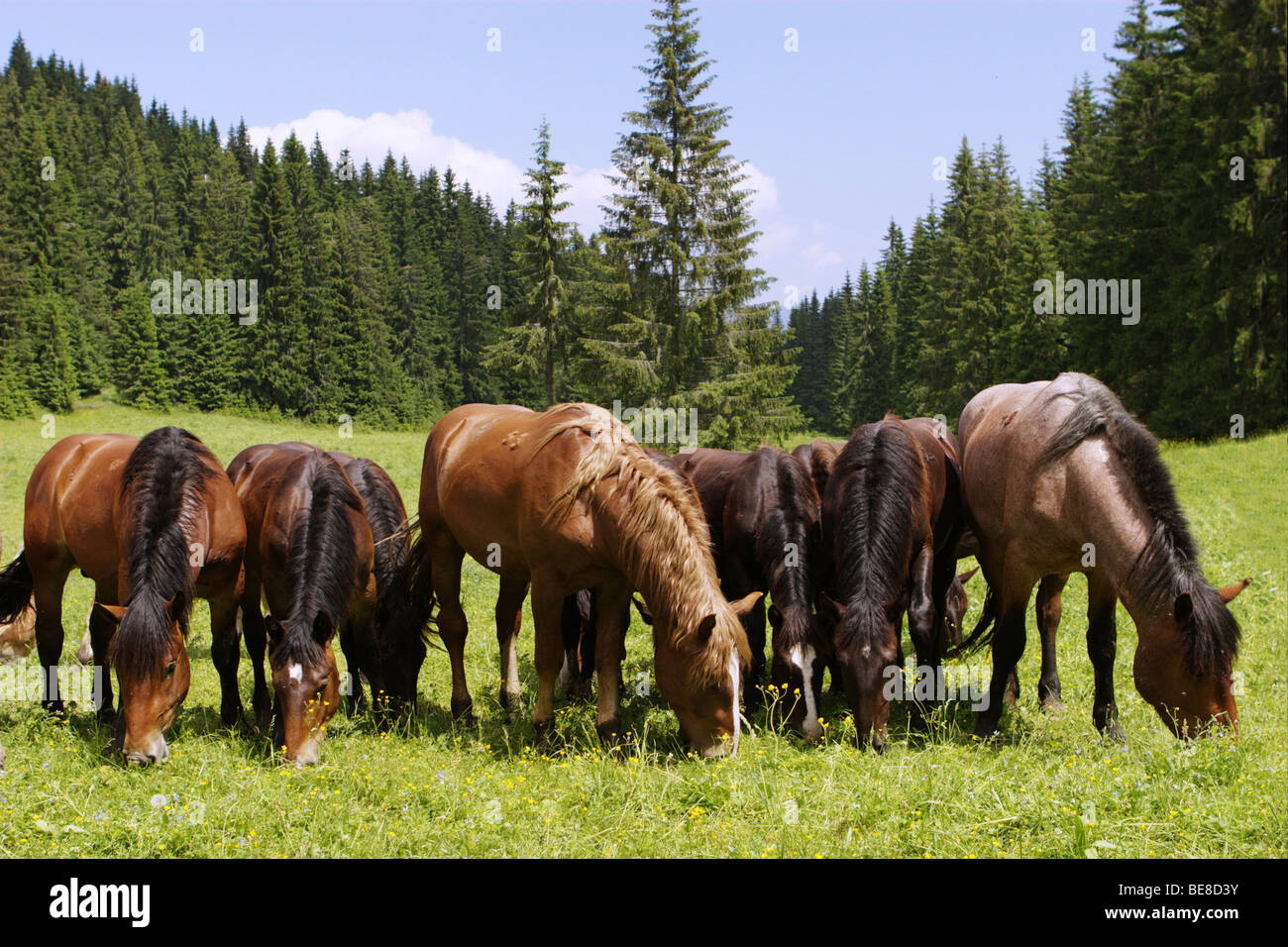 Horses in Muranska planina. Slovakia Stock Photo - Alamy