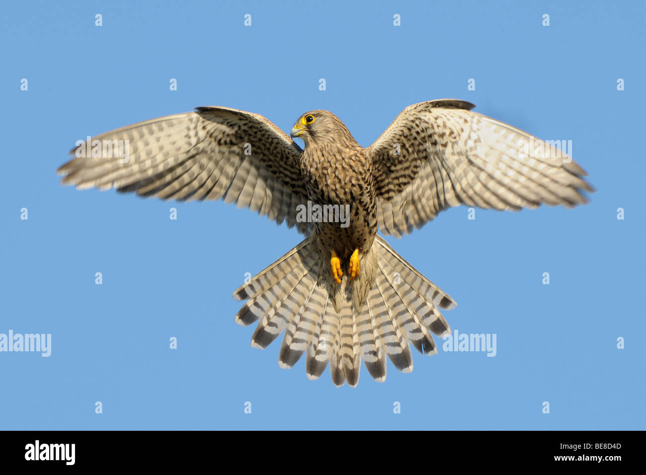 Female in flight underwing hi-res stock photography and images - Alamy