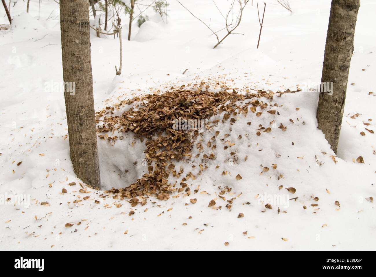 Rode cone hi-res stock photography and images - Alamy