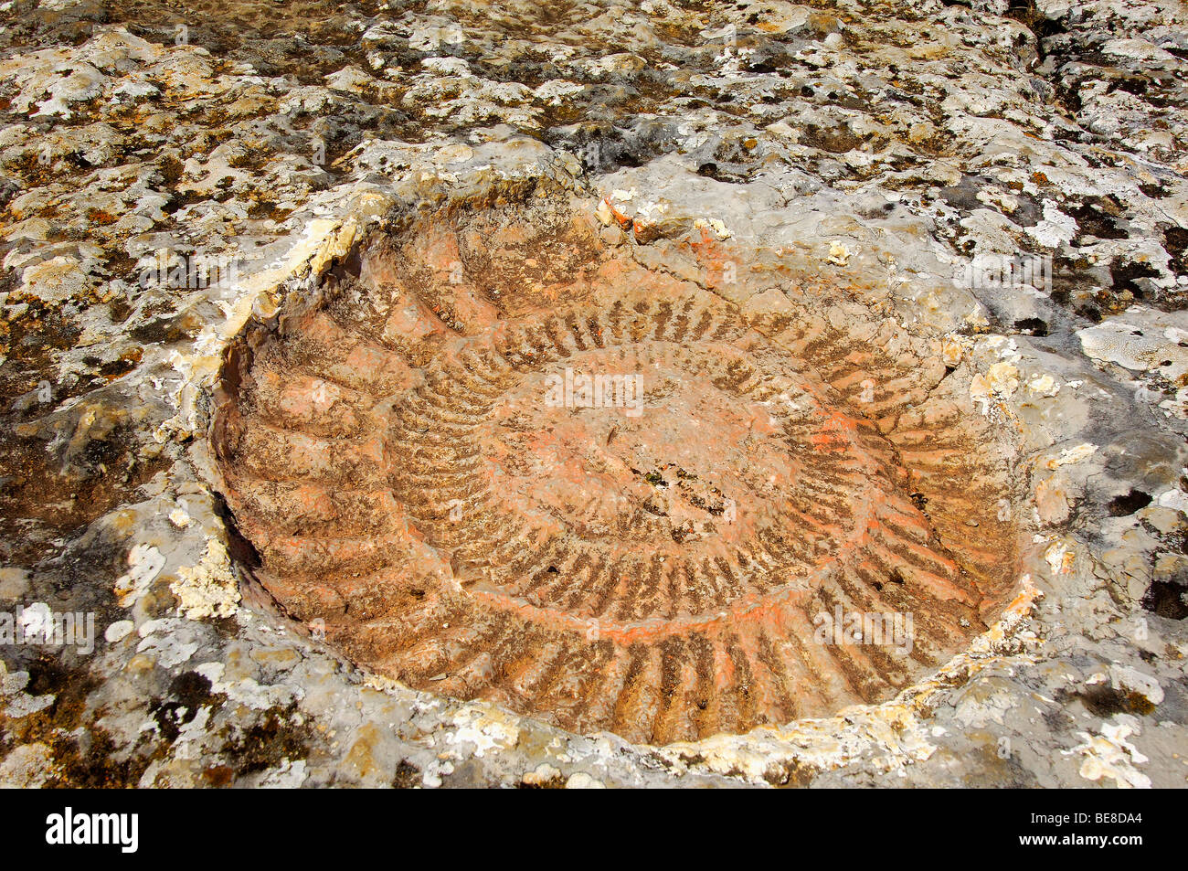 Ammonite fossil at theTorcal in Antequera, Erosion working on Jurassic ...