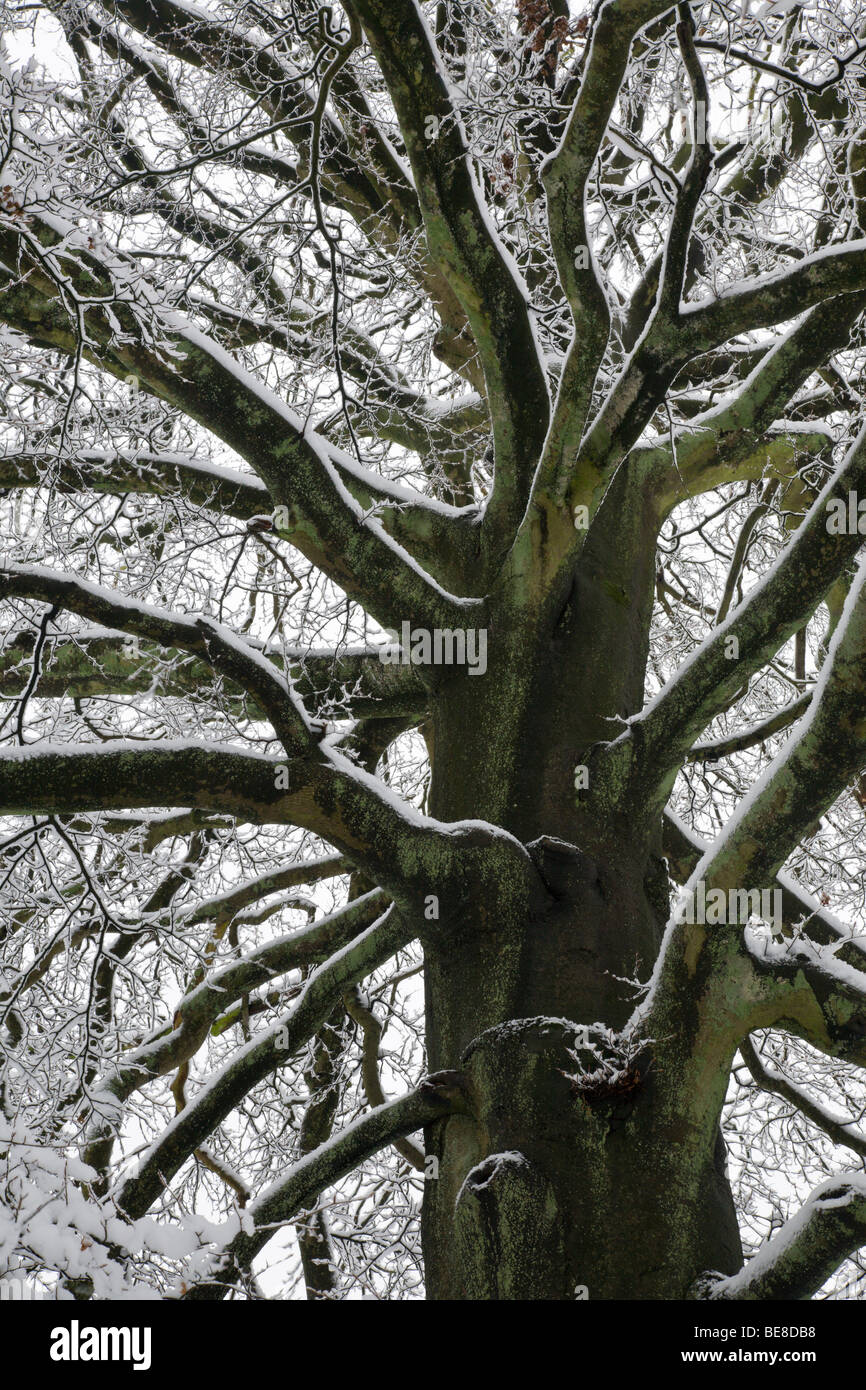 Oude beukenboom hi-res stock photography and images - Alamy