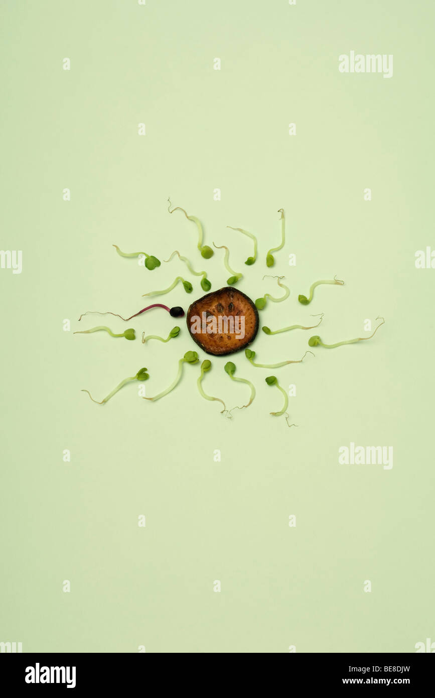 Bean sprouts arranged around slice of dried lotus root depicting sperm ...