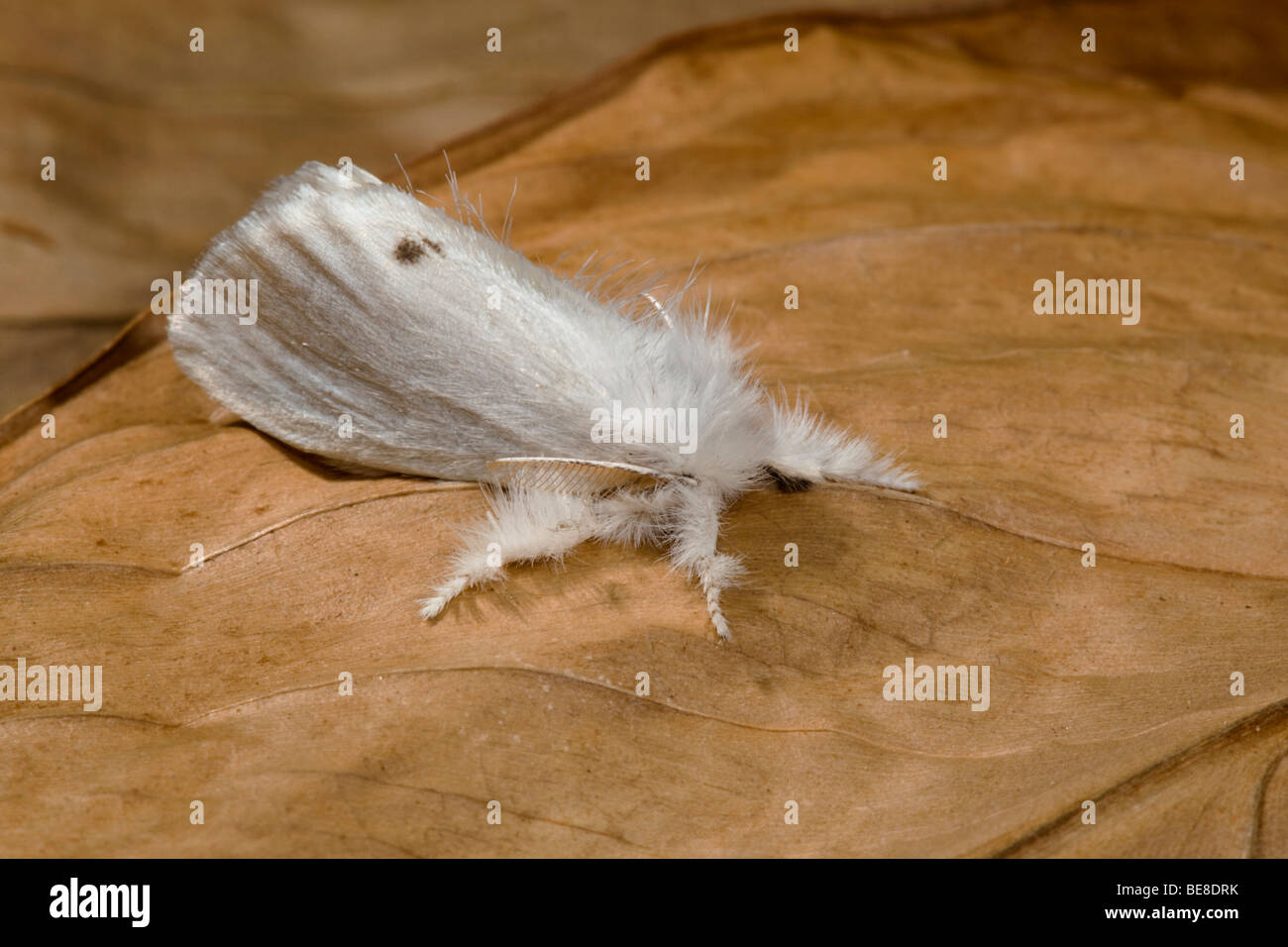 yellow-tail moth; Euproctis similis; male Stock Photo - Alamy