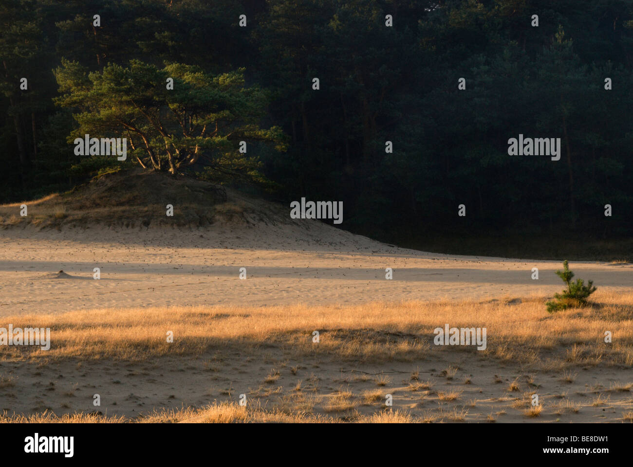 Strijklicht hi-res stock photography and images - Alamy