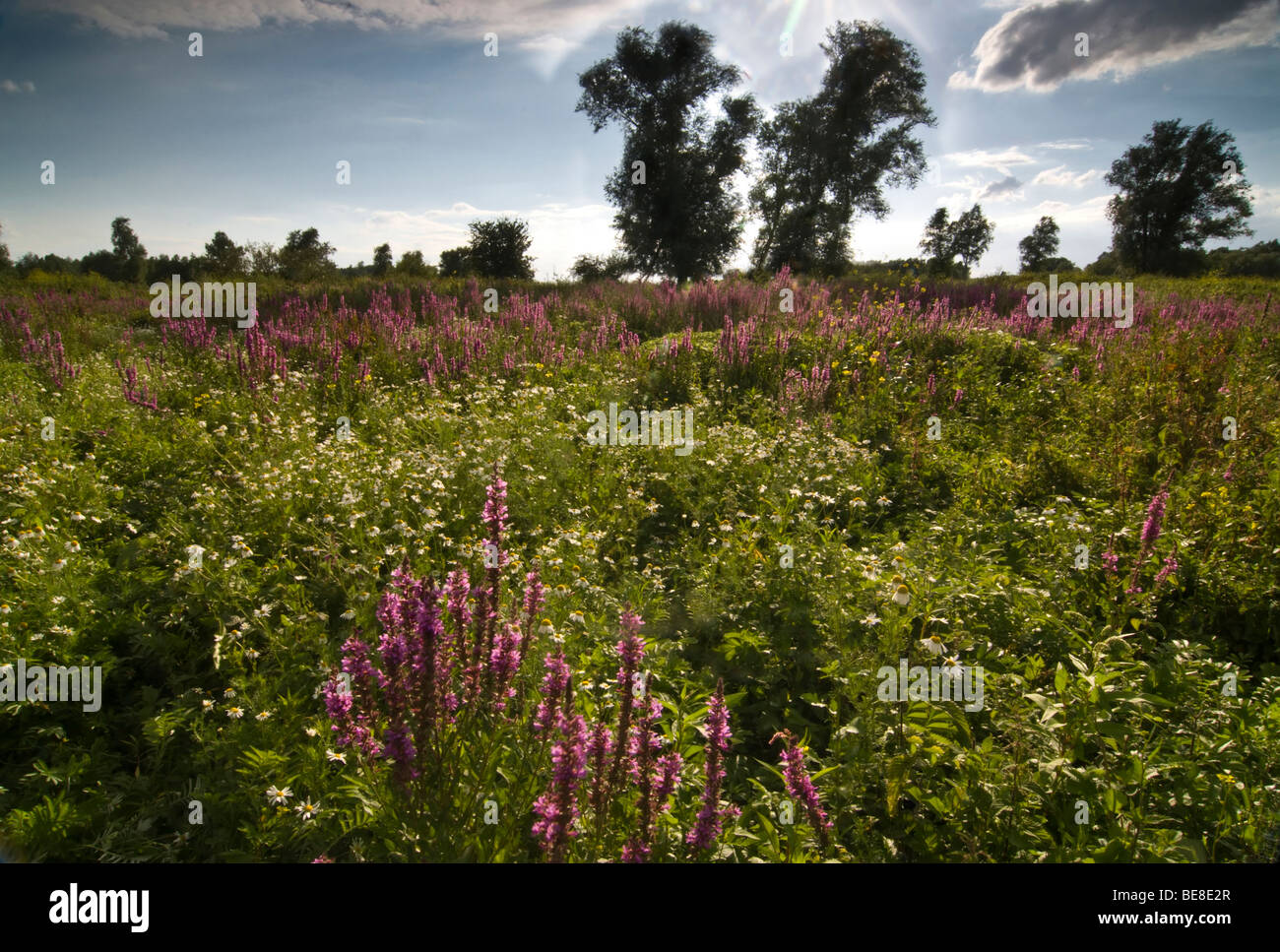 kattenstaarten, purple loosestrife Stock Photo - Alamy