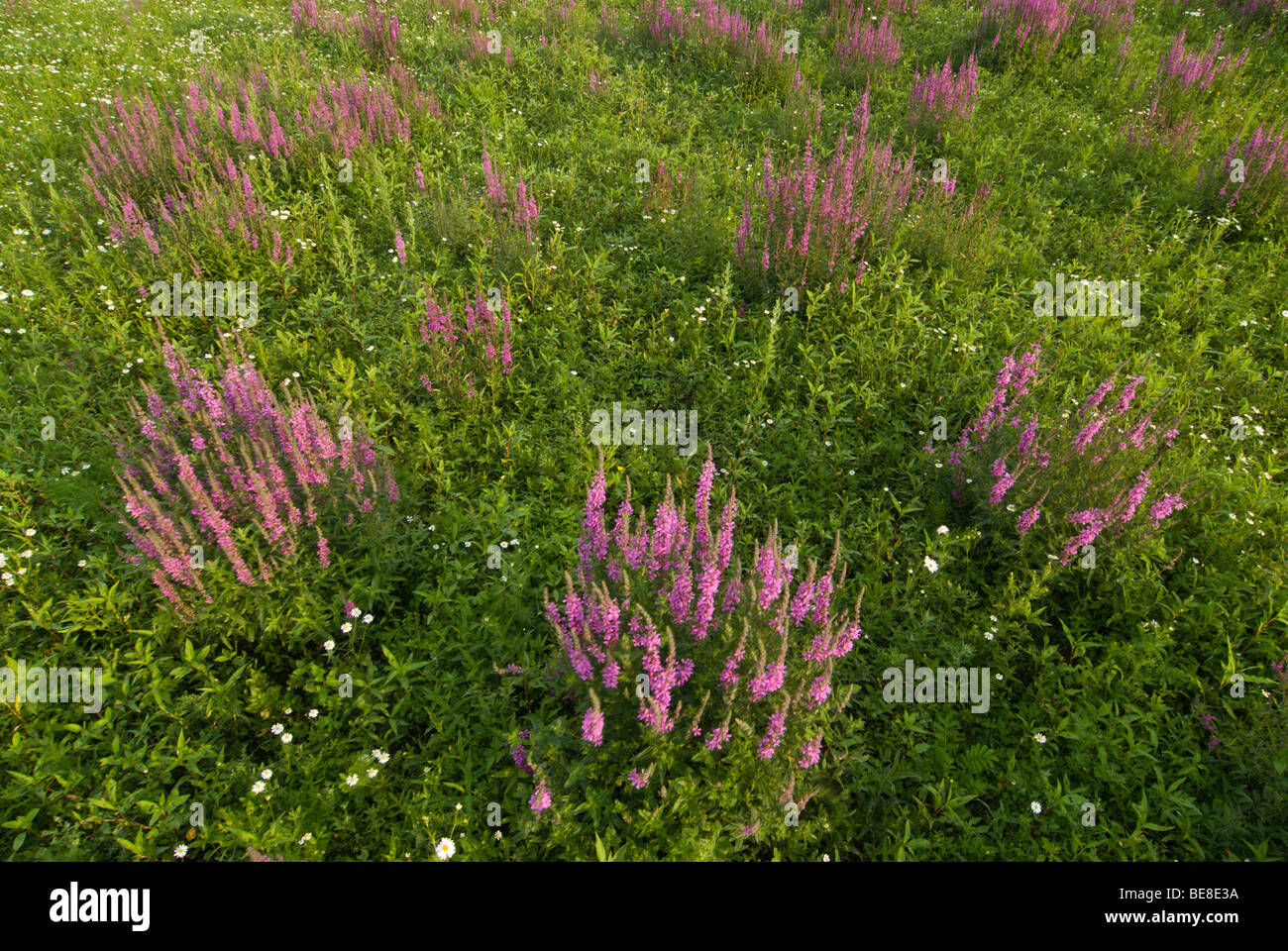 kattenstaarten, purple loosestrife Stock Photo - Alamy