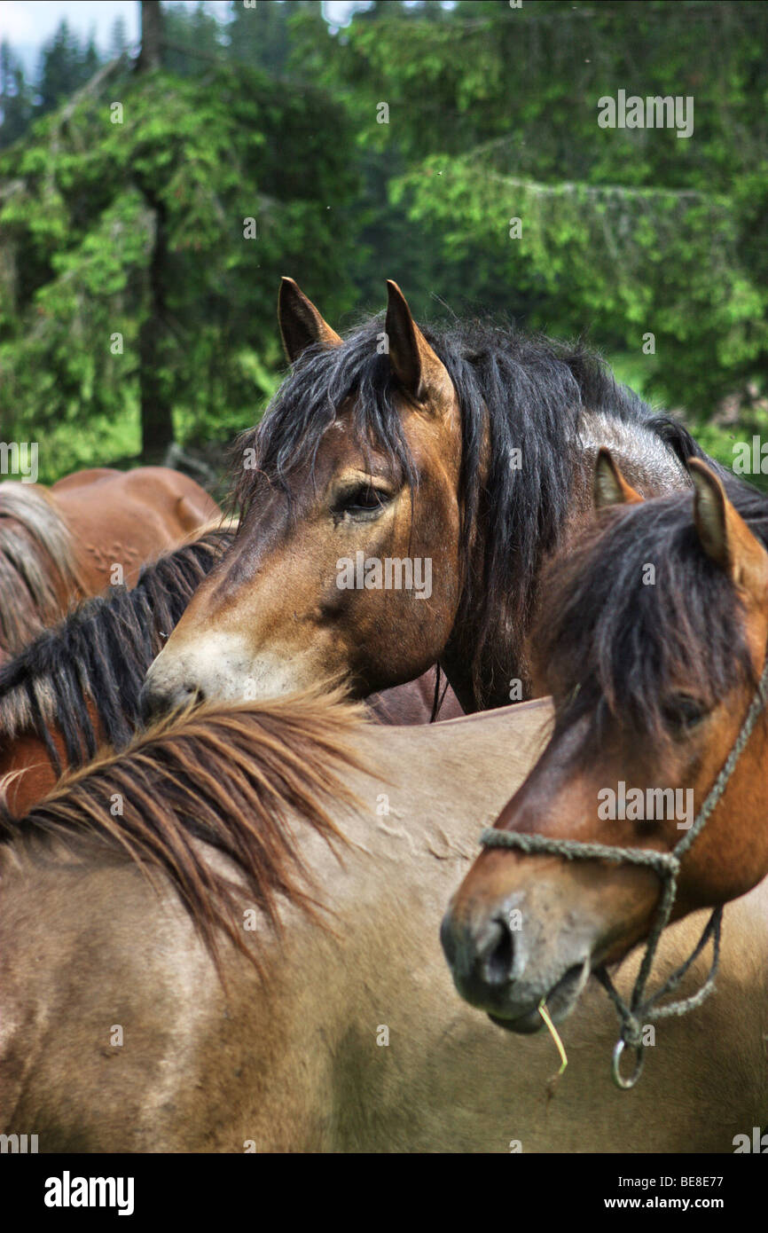 Muranska planina hi-res stock photography and images - Alamy