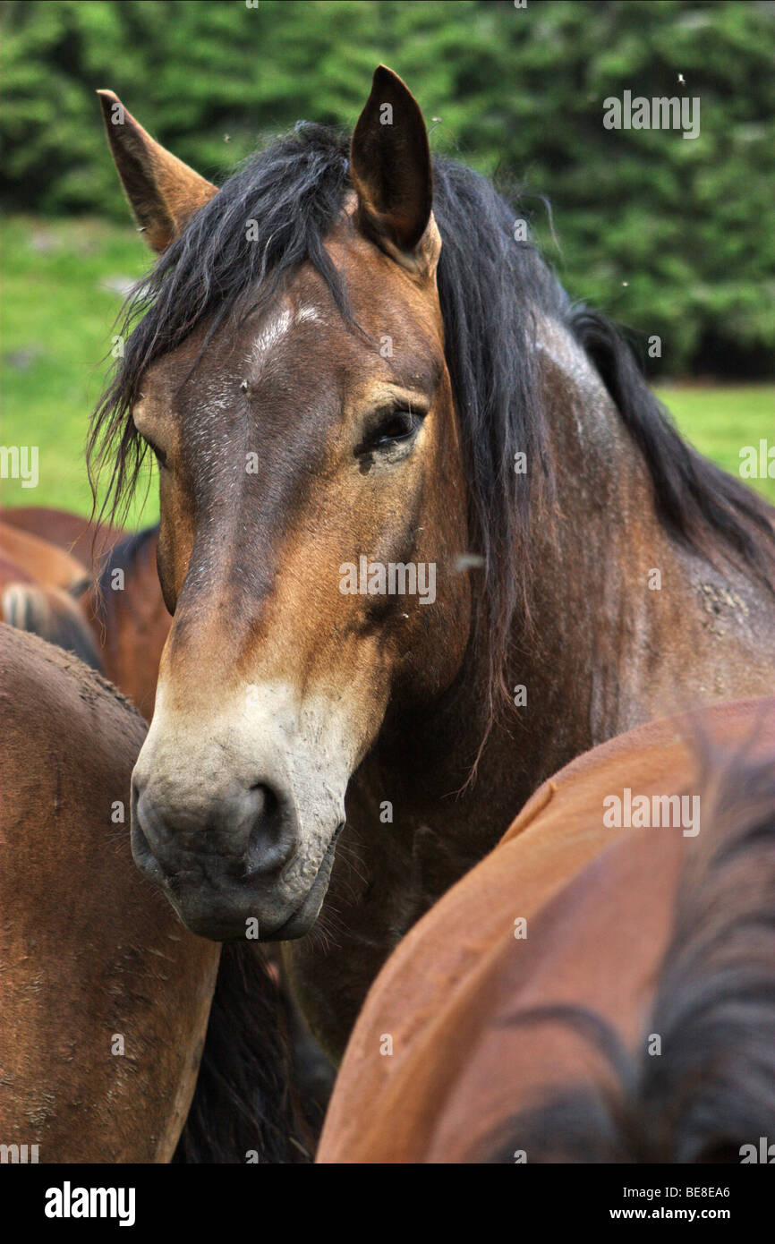 Horses in Muranska planina. Slovakia Stock Photo - Alamy