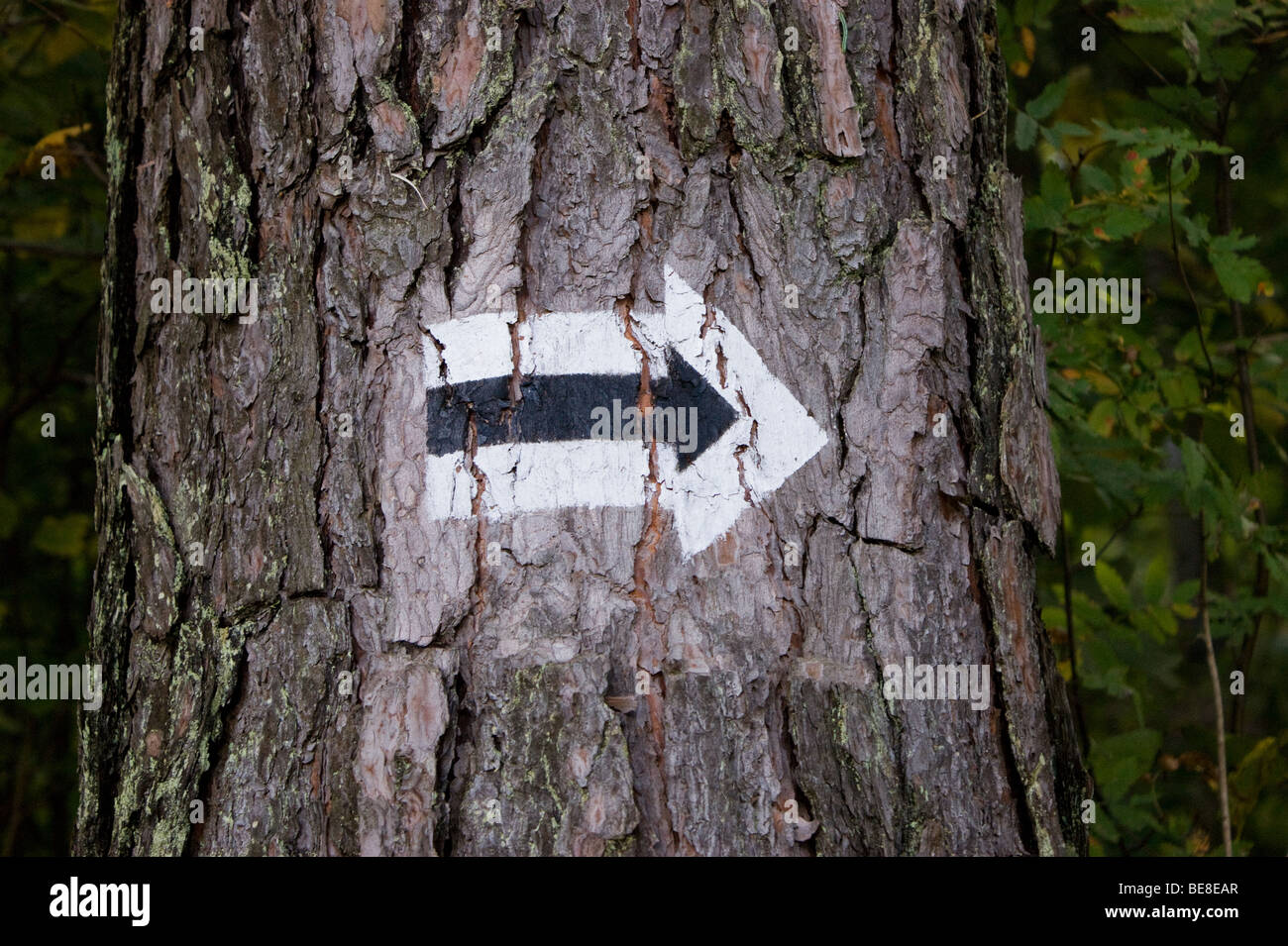 arrow painted on tree trunk Stock Photo - Alamy