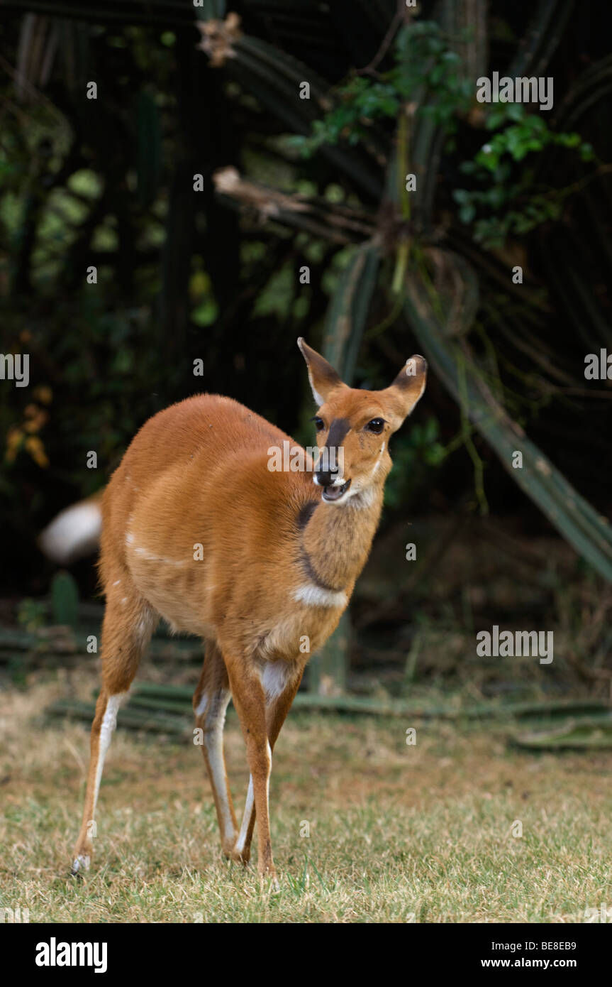 Bushbuck (Tragelaphus scriptus), Maasai Mara National Reserve, Kenya ...