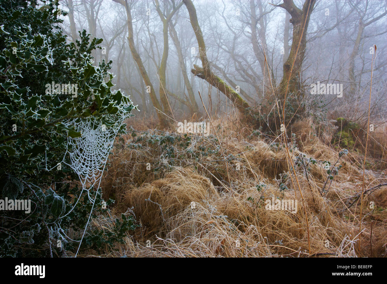 Ormesby little broad hi-res stock photography and images - Alamy