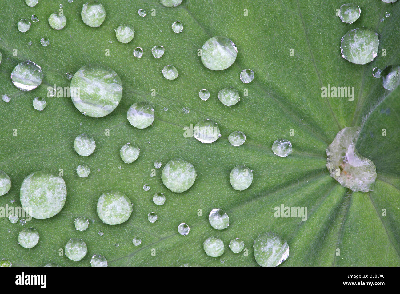 Druppels op blad Droplets on leaf Stock Photo - Alamy