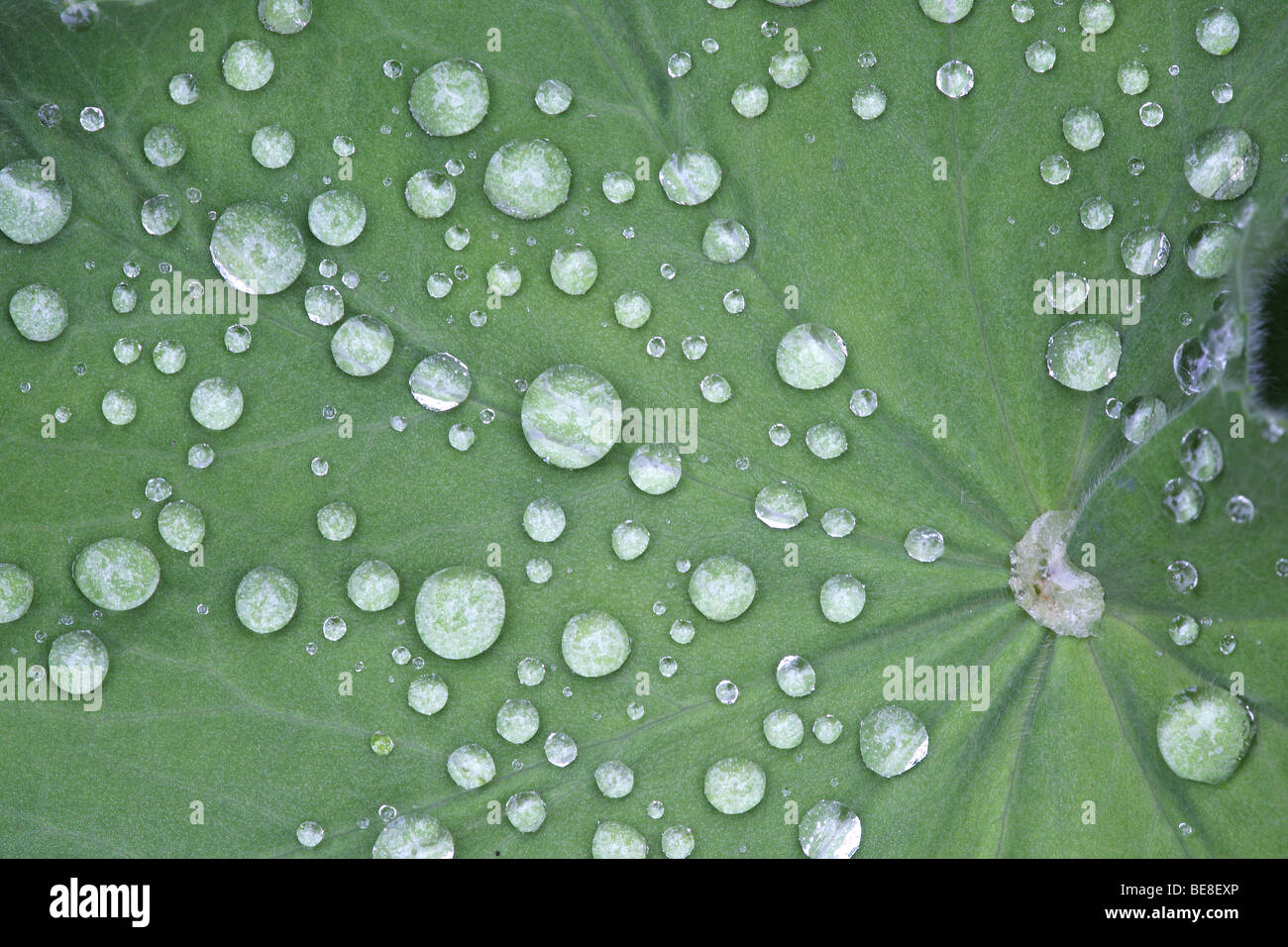 Druppels op blad Droplets on leaf Stock Photo - Alamy