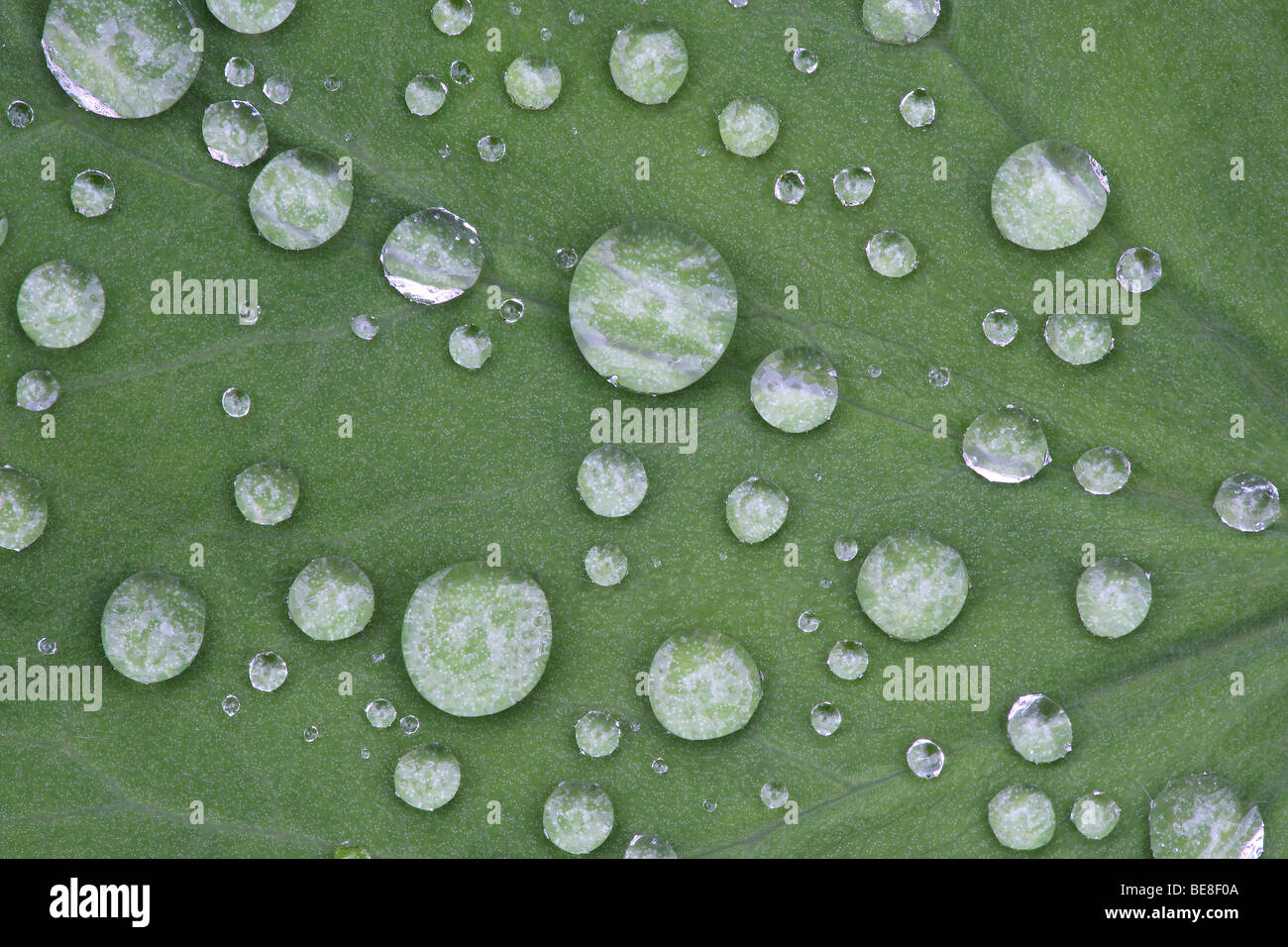 Druppels op blad Droplets on leaf Stock Photo - Alamy