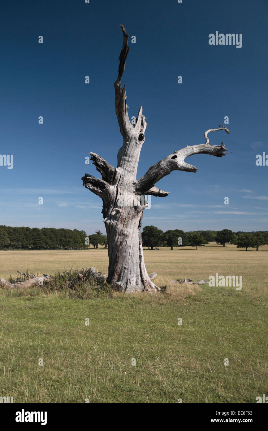 Single death tree hi-res stock photography and images - Alamy