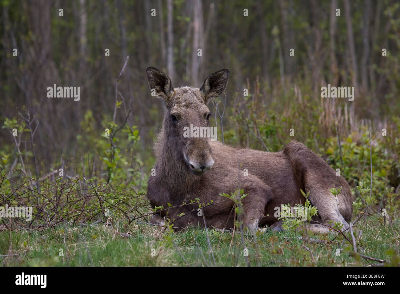 Elk poland hi-res stock photography and images - Alamy
