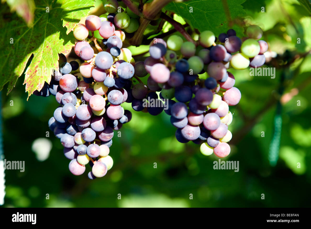 Rondo grape hi-res stock photography and images - Alamy