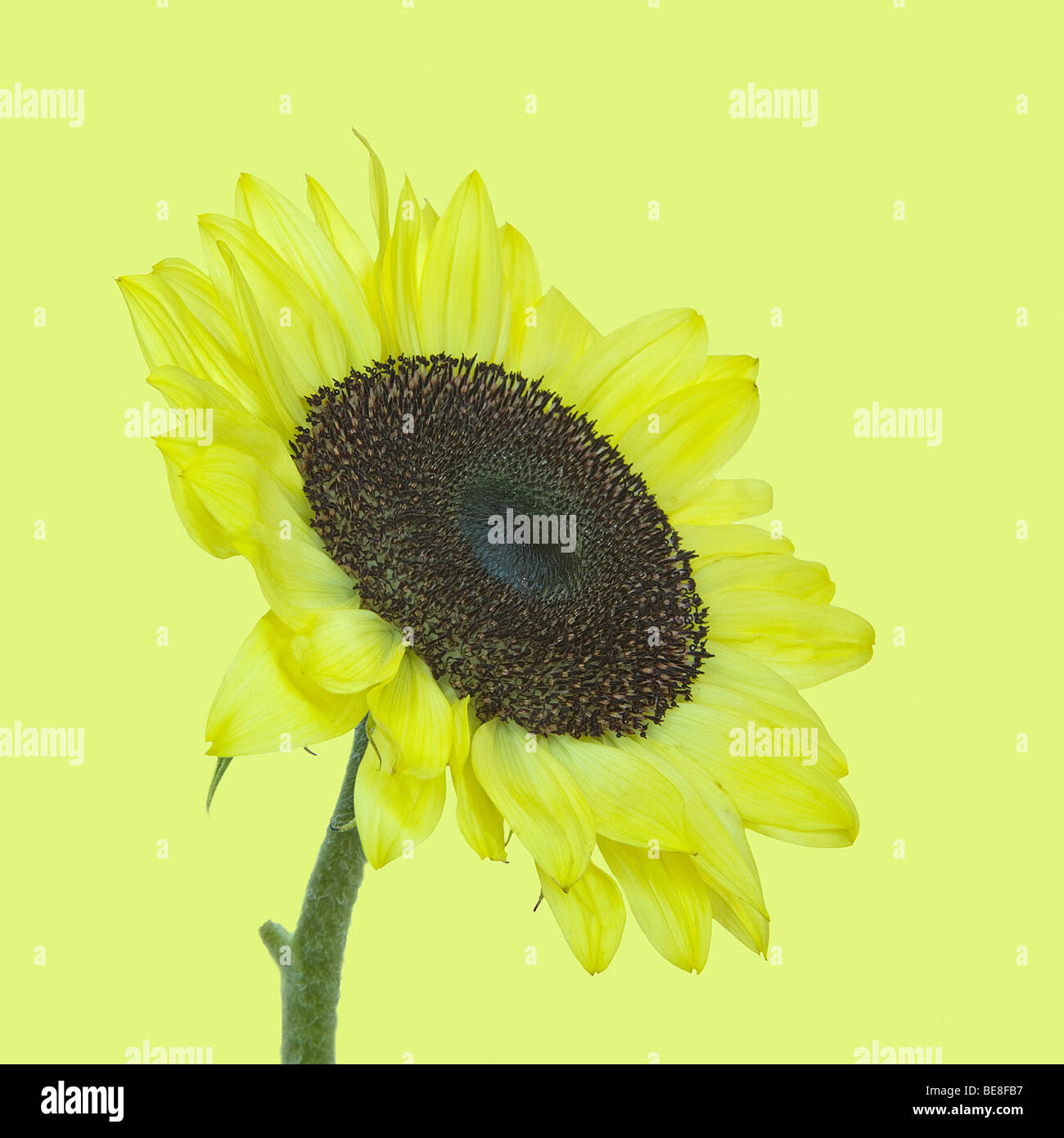 Yellow sunflower shot in studio against yellow background Stock Photo ...