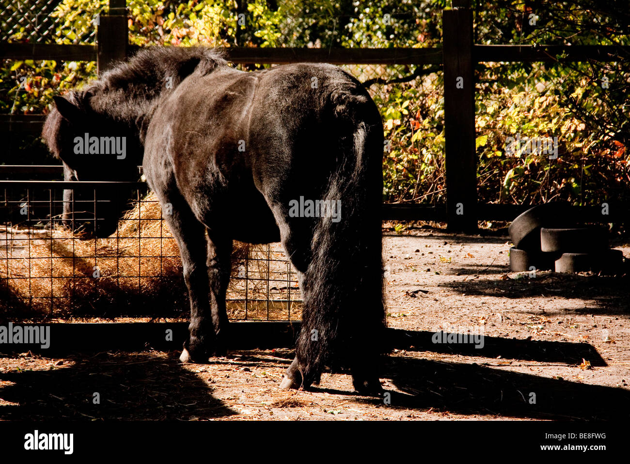 Horse ranch black and white hi-res stock photography and images - Alamy