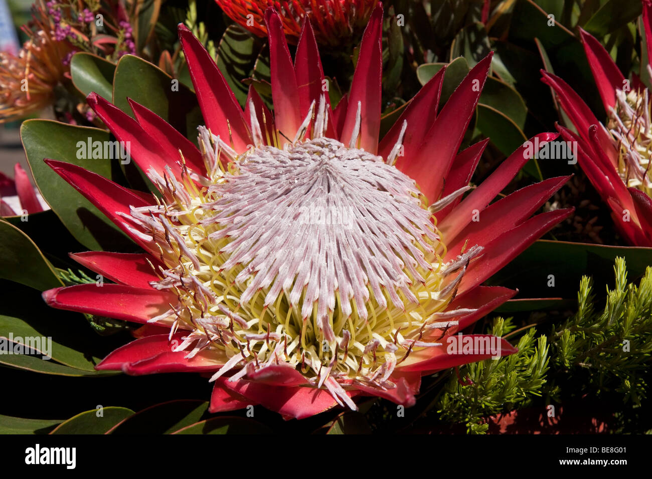King protea south africa hi-res stock photography and images - Alamy