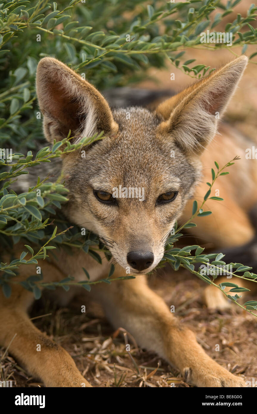 Jackal face hi-res stock photography and images - Alamy