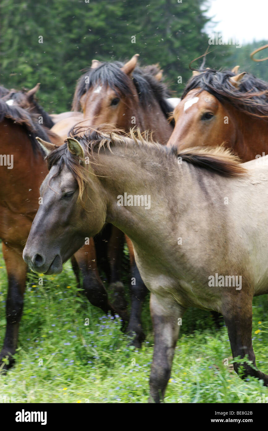 Muranska planina hi-res stock photography and images - Alamy