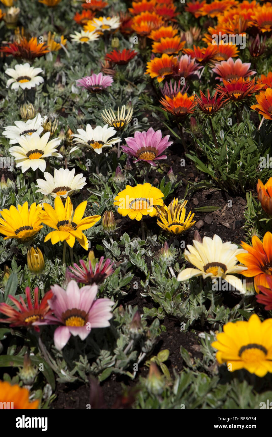 Daisies flower bed daisy hi-res stock photography and images - Alamy