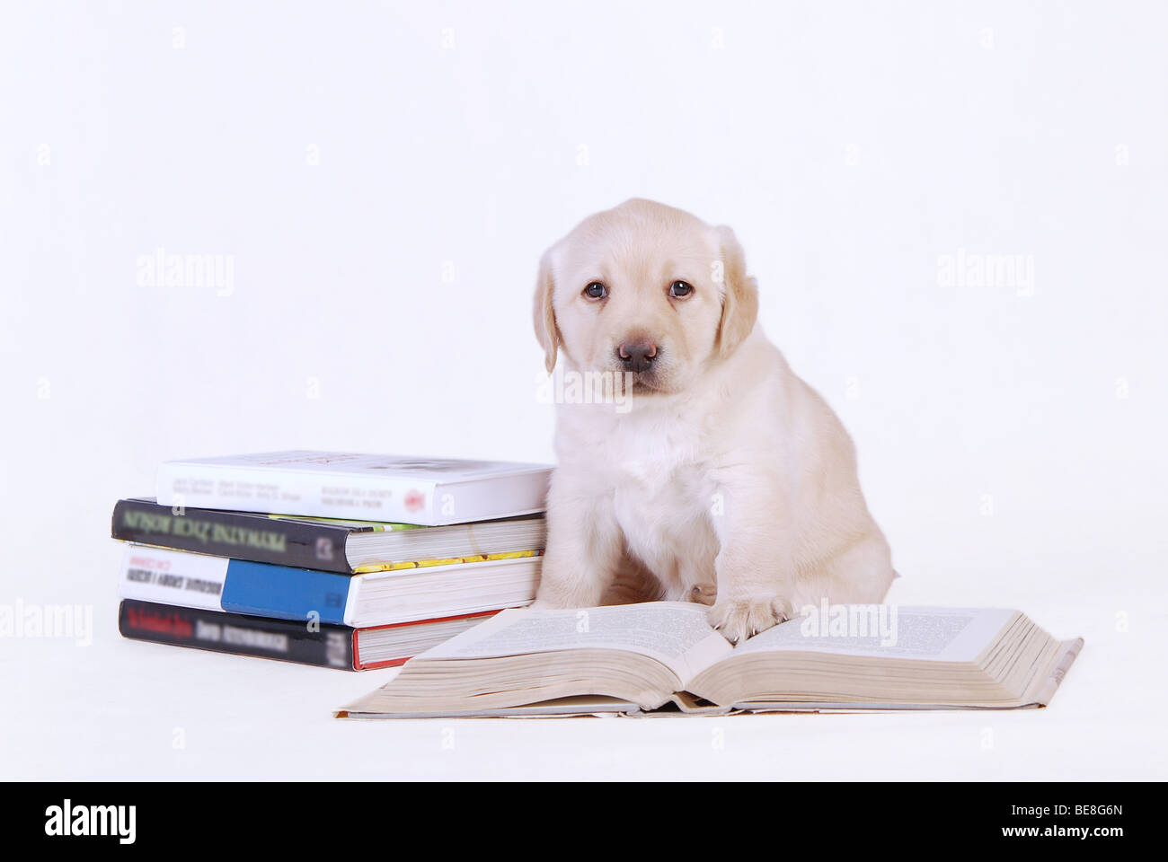Little labrador puppy with books on white background Stock Photo - Alamy