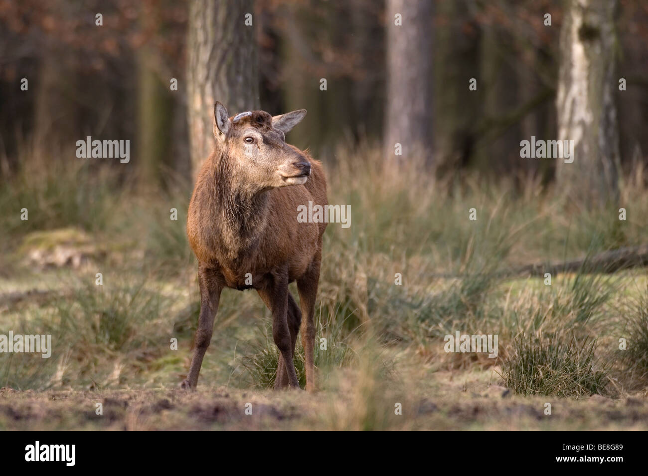 Edelhert; Cervus elaphus; Red deer; Rothirsch Stock Photo - Alamy