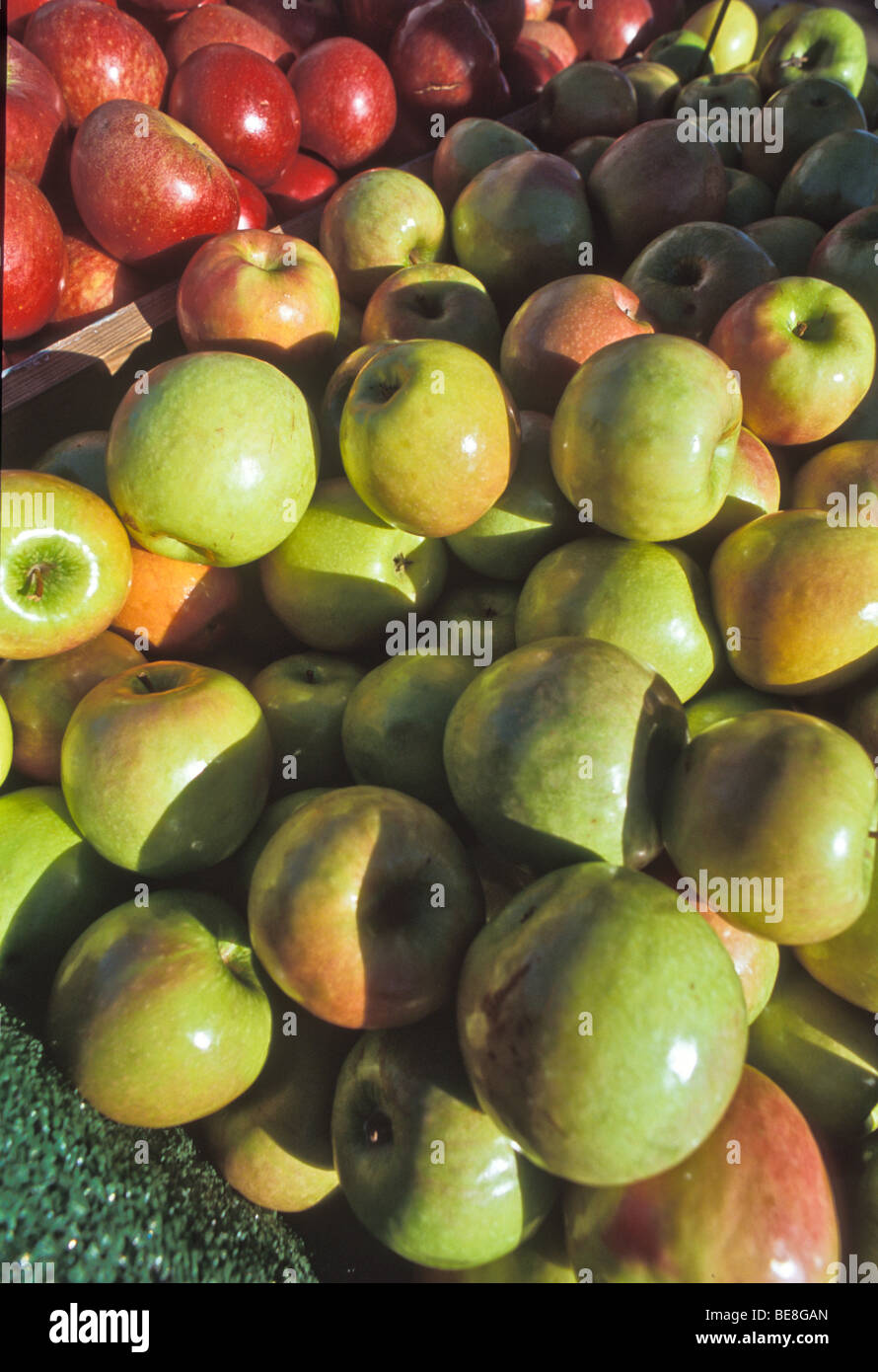 Just picked, harvested apples Stock Photo - Alamy
