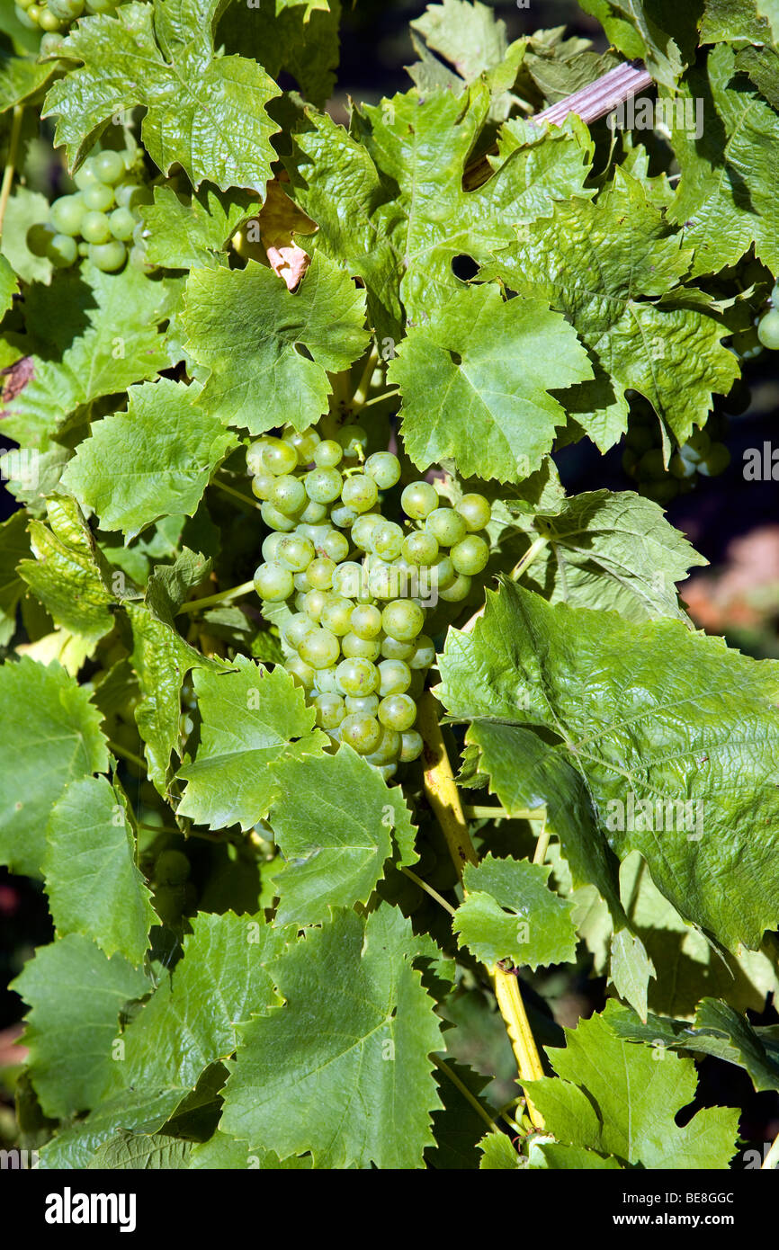 Muller Thurgau grape vines, Shawsgate vineyard, Suffolk, England Stock ...