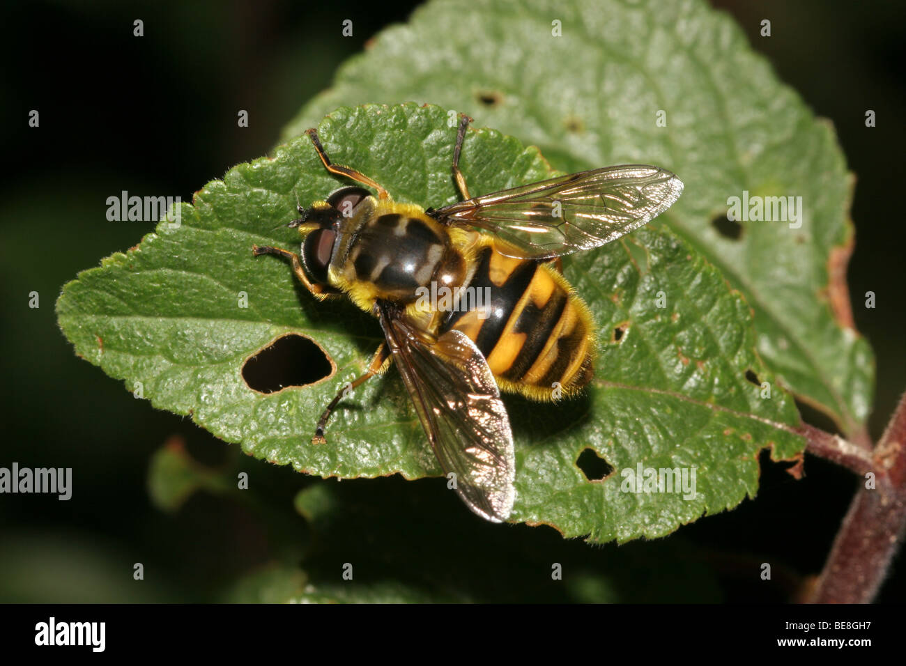 Drone flies uk hi-res stock photography and images - Alamy