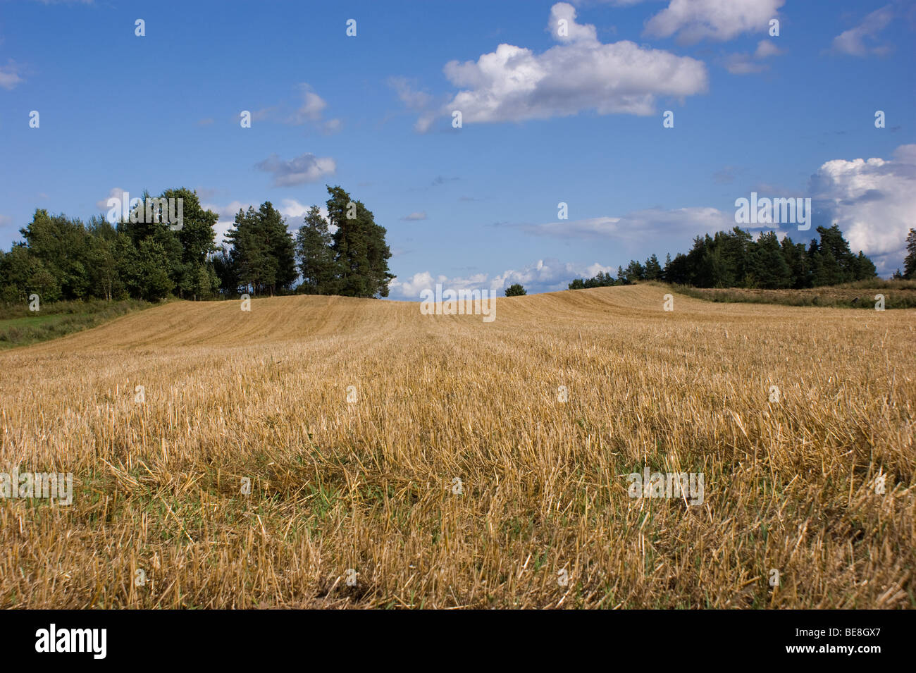 summer landscape with stubble field Stock Photo - Alamy