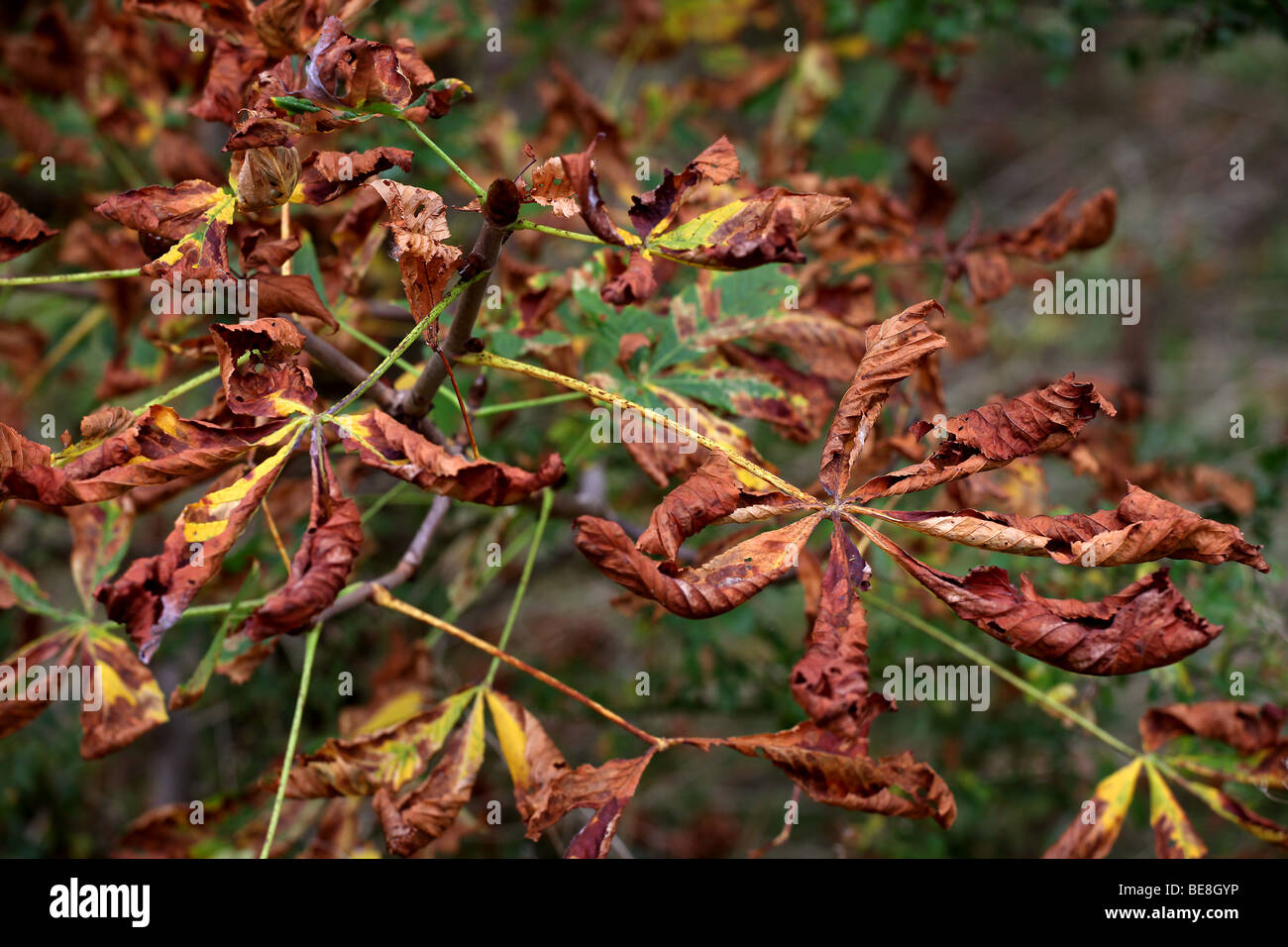 Shriveled hi-res stock photography and images - Alamy