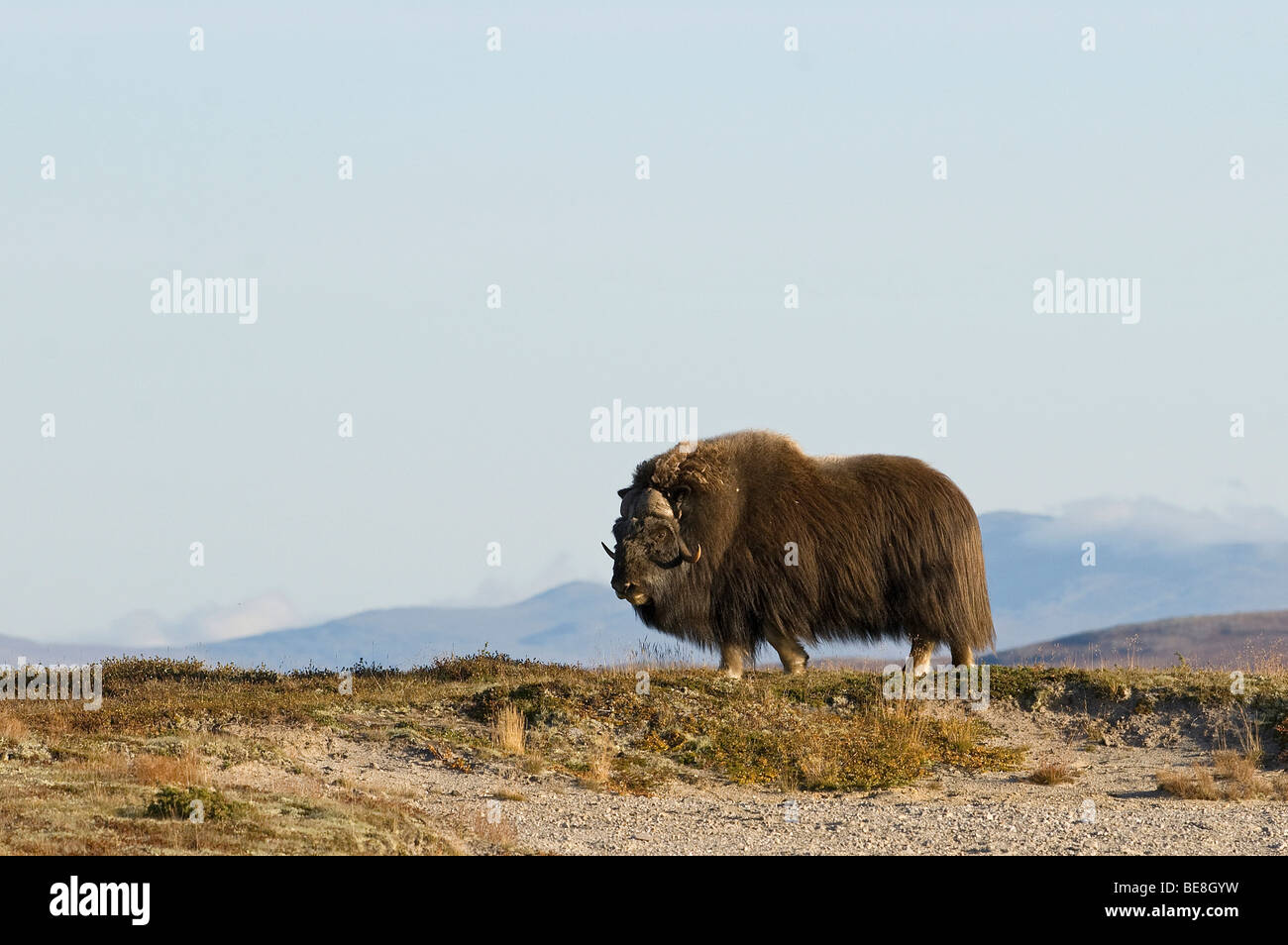 Muskusos High Resolution Stock Photography and Images - Alamy