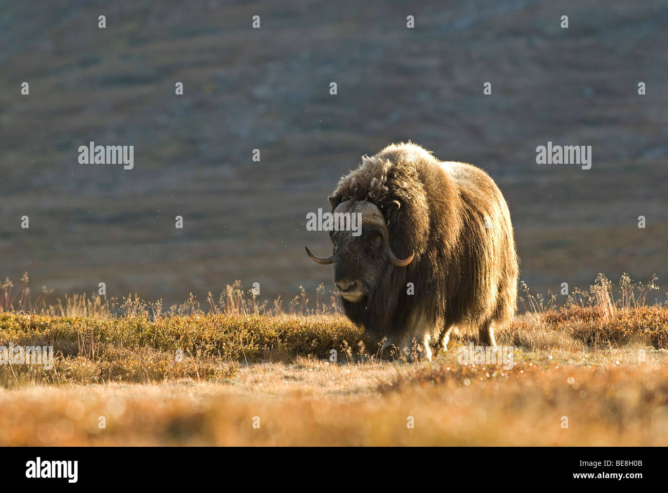 Muskusos; Ovibos moschatus; Muskox Stock Photo - Alamy