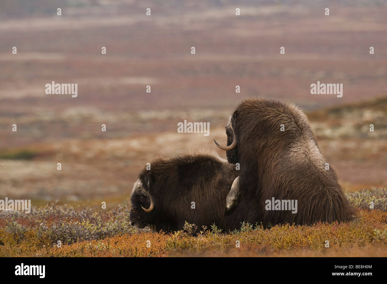 Muskusos; Ovibos moschatus; Muskox Stock Photo - Alamy