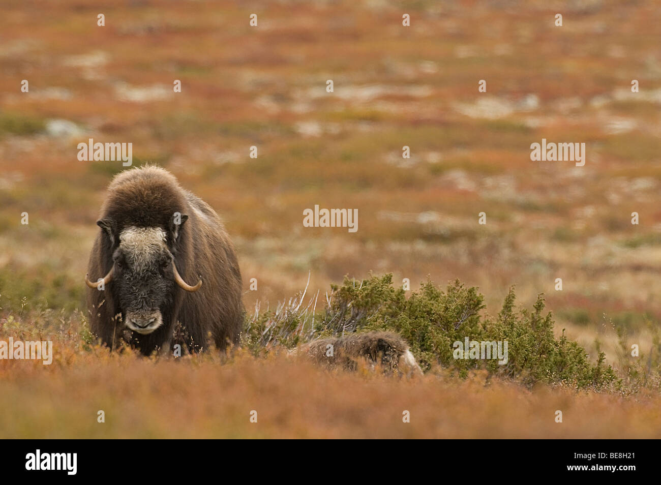 Muskusos; Ovibos moschatus; Muskox Stock Photo - Alamy
