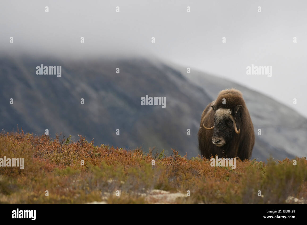 Muskusos; Ovibos moschatus; Muskox Stock Photo - Alamy