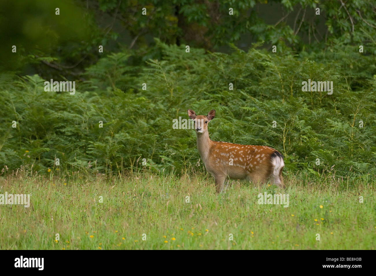 Graseter hi-res stock photography and images - Alamy