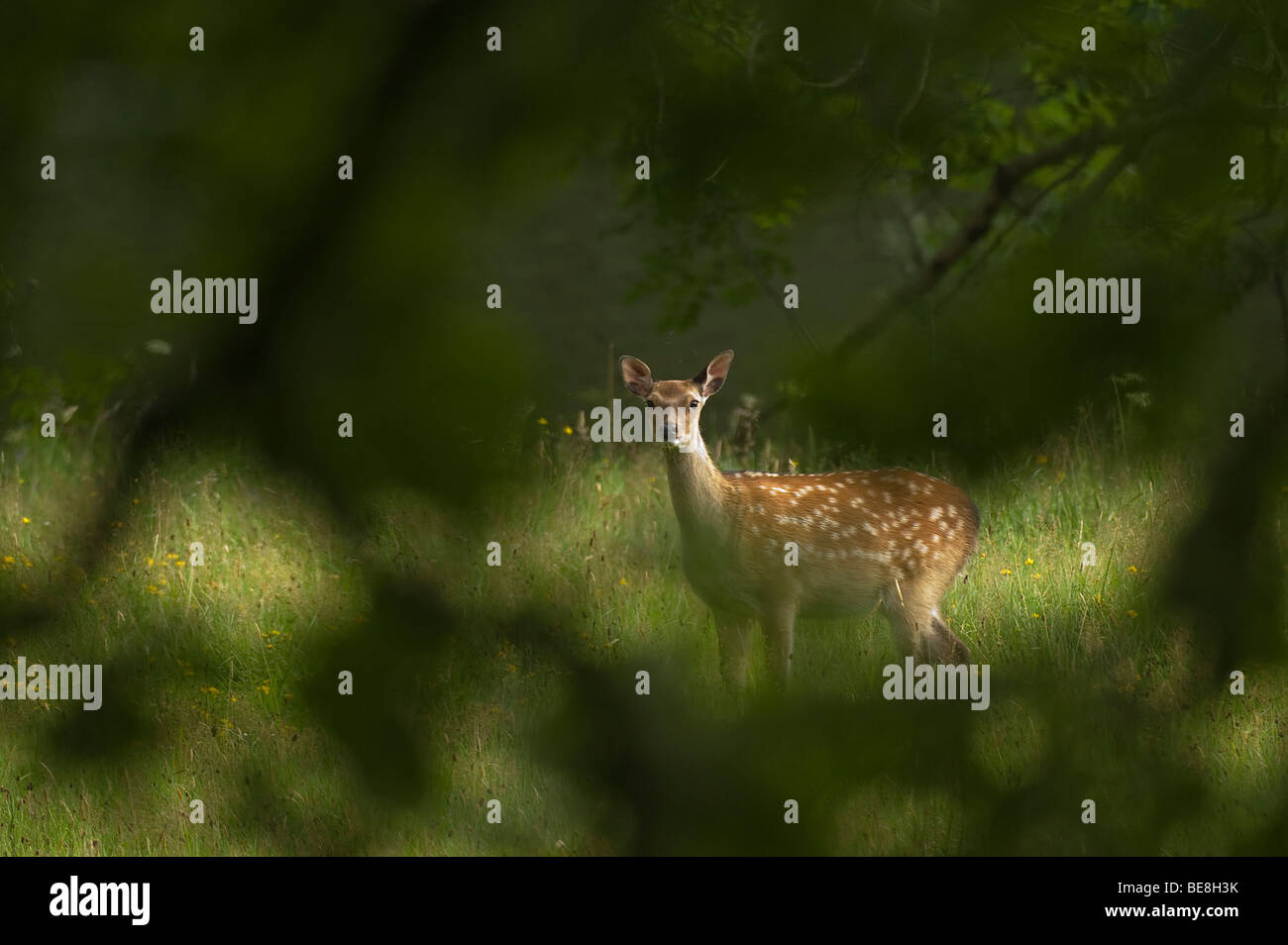 Sika Deer; Sikahert; Cervis nippon Stock Photo - Alamy