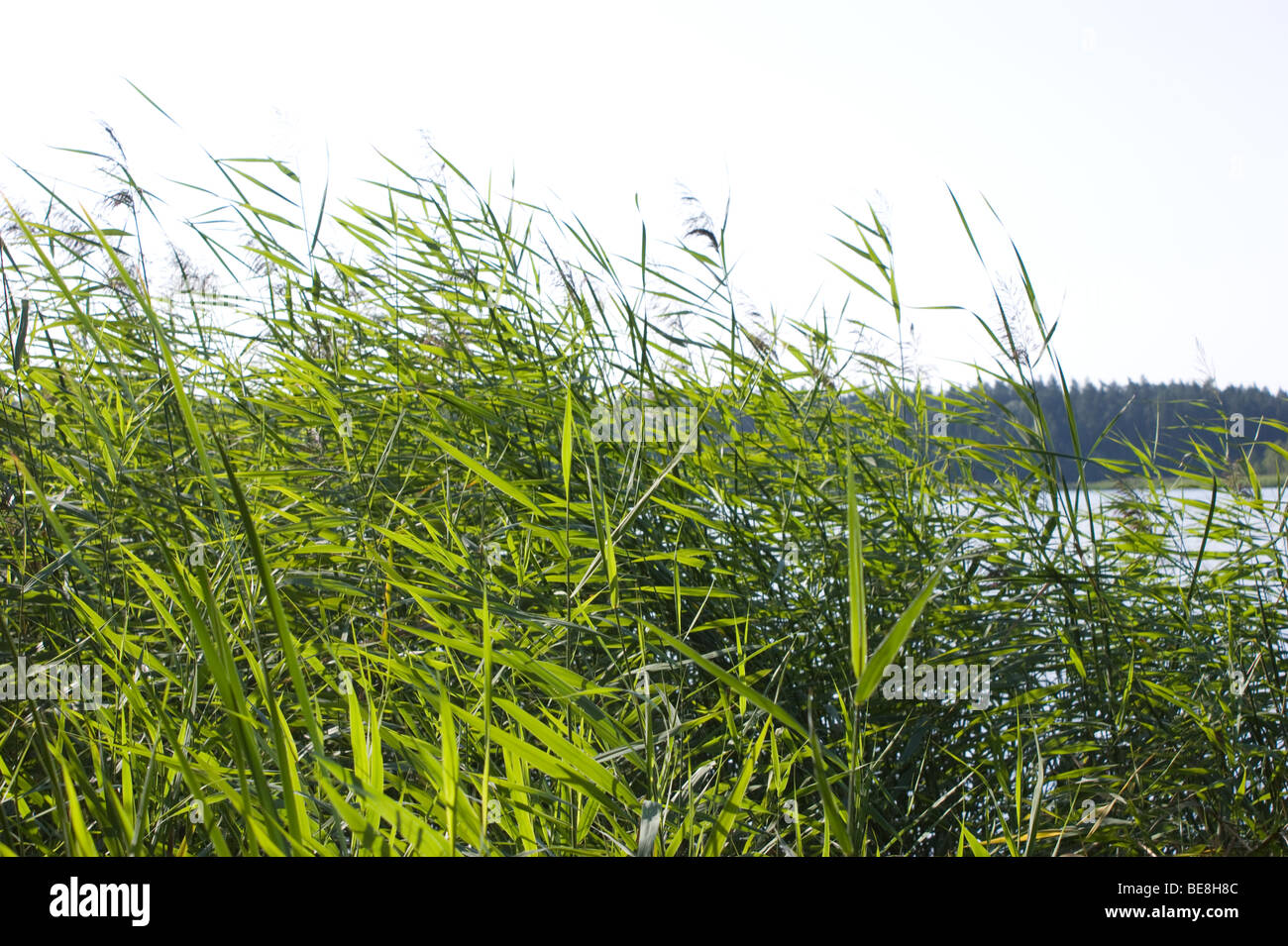 green rushes on windy day Stock Photo - Alamy