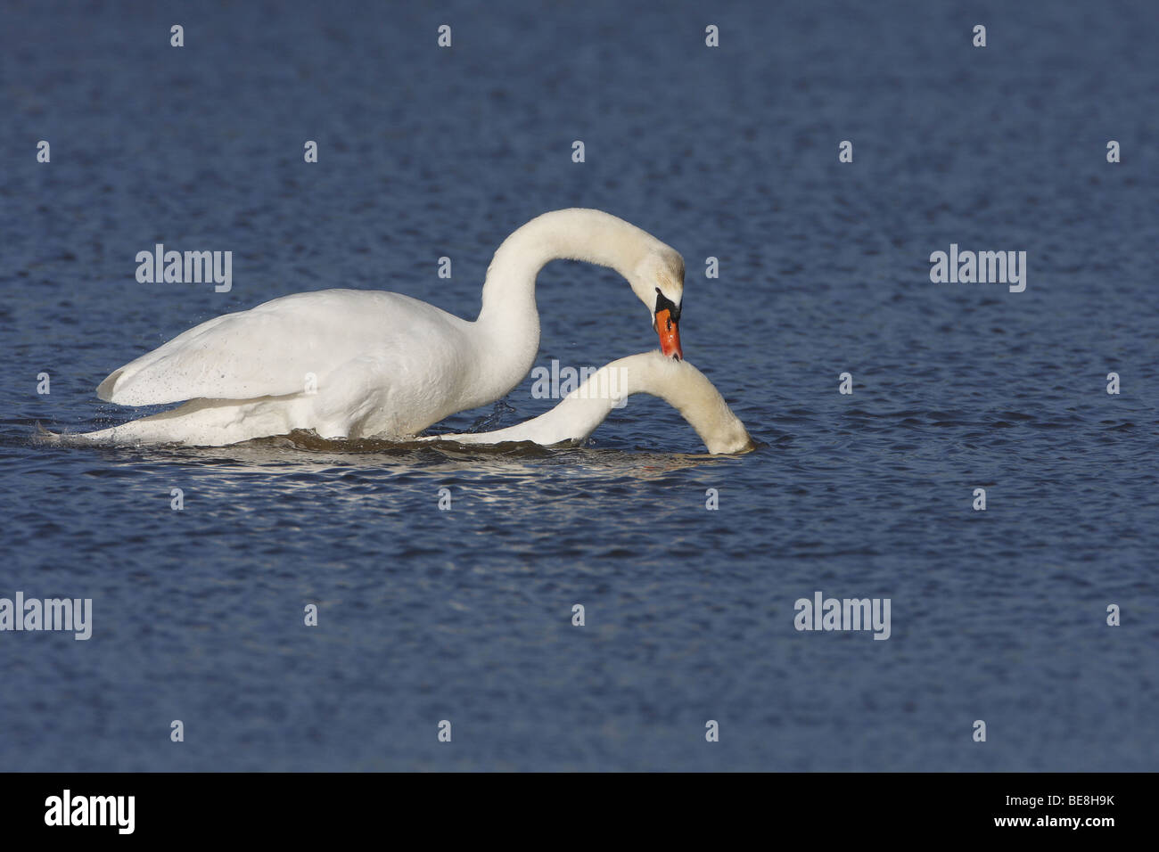 Knobbelzwanen pring; Mute Swans mating Stock Photo - Alamy