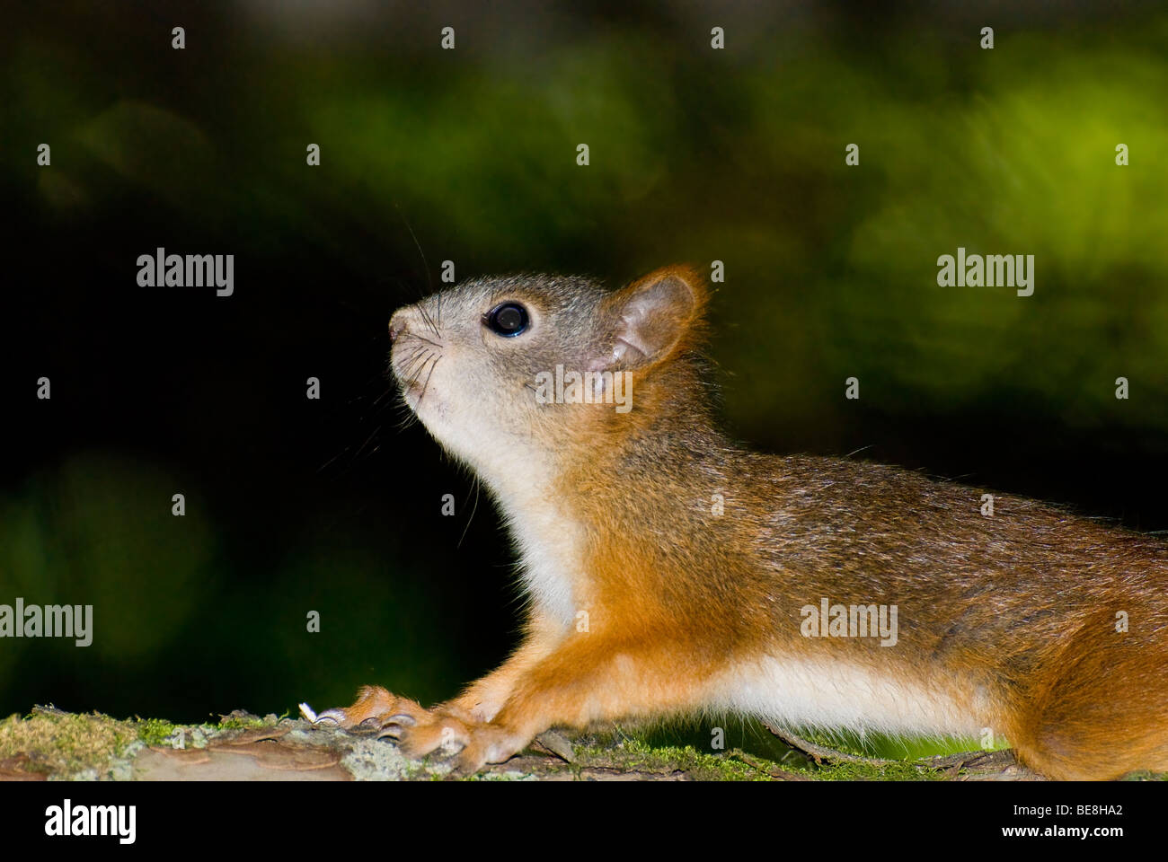 Squirrel on tree trunk Stock Photo - Alamy