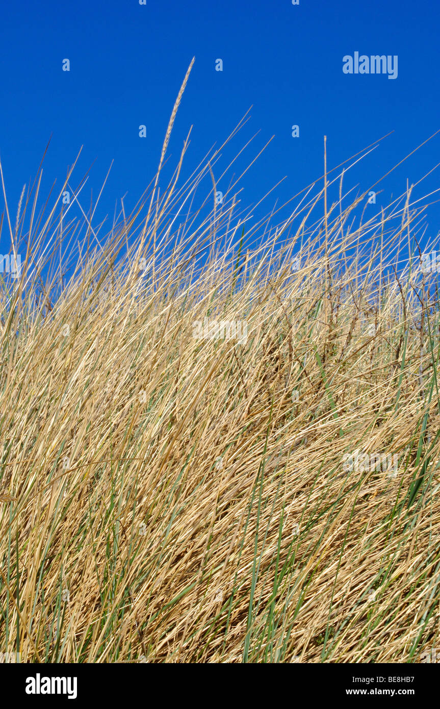 Bents grass hi-res stock photography and images - Alamy