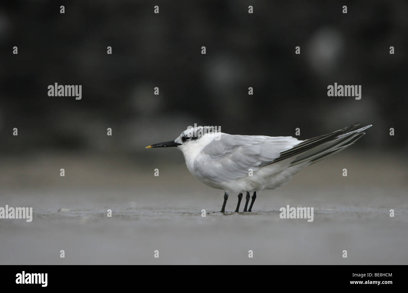 Gezichtsbedrog: Grote stern met vier poten. Grote stern op het strand ...